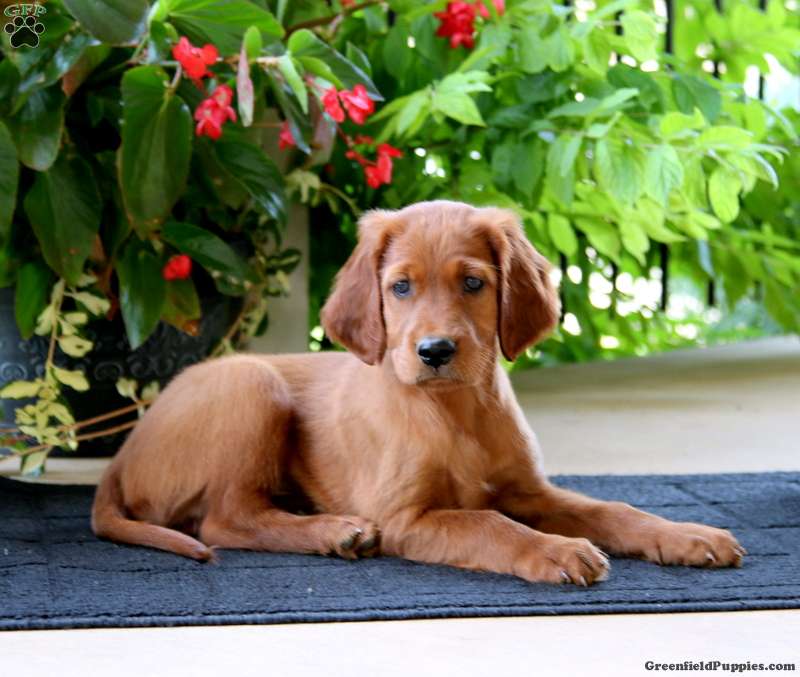 Cayson - Irish Setter Puppy For Sale in Pennsylvania