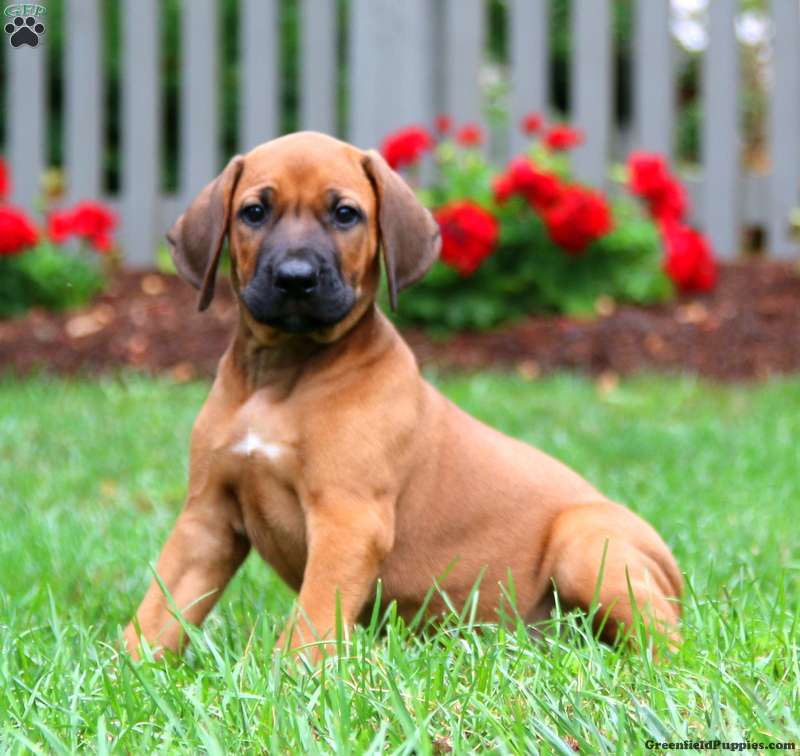 Chance - Rhodesian Ridgeback Puppy For Sale in Pennsylvania