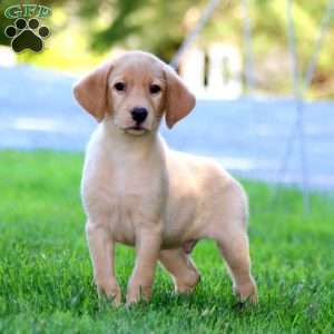 Yellow Labrador Retriever Puppies For Sale - Greenfield Puppies
