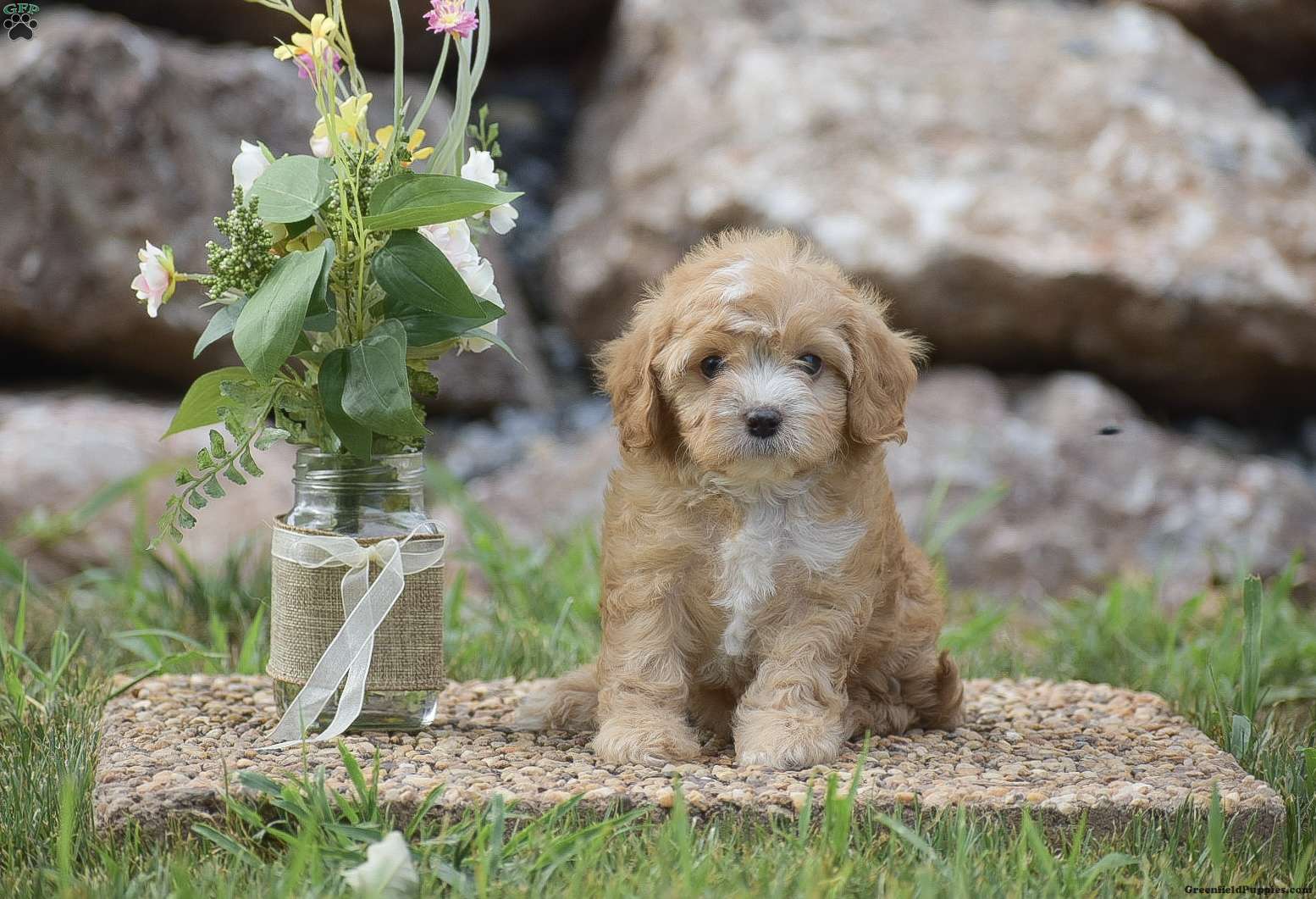 Andrew - Cavapoo Puppy For Sale in Pennsylvania