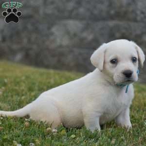 Yellow Labrador Retriever Puppies For Sale - Greenfield Puppies