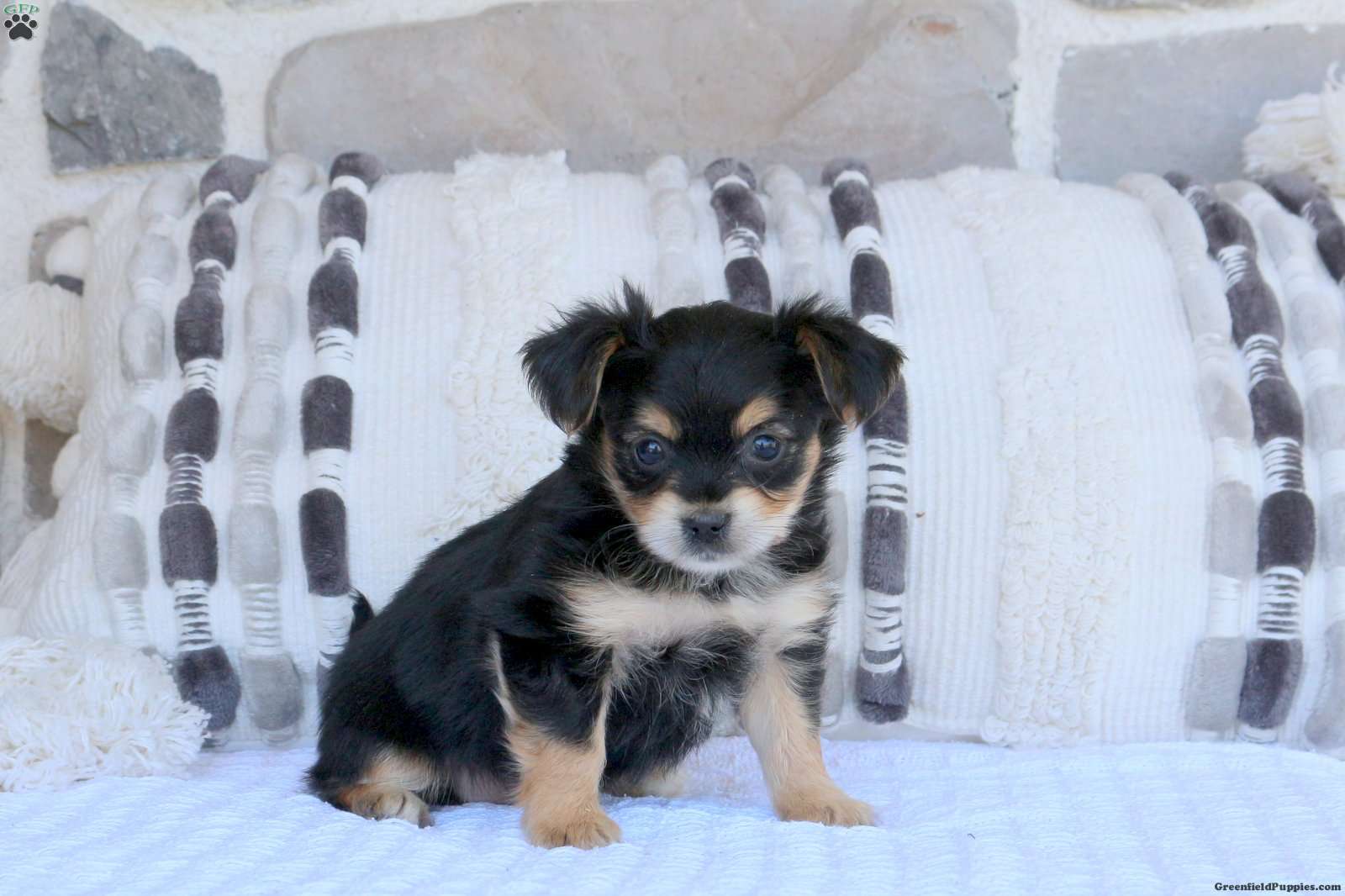 Daisy - Yorkie Mix Puppy For Sale in Pennsylvania