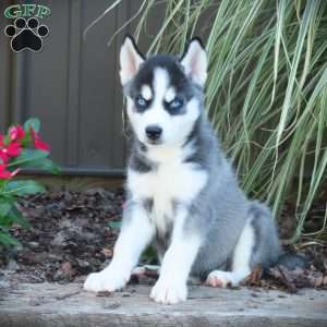 Siberian Husky Puppies For Sale - Greenfield Puppies