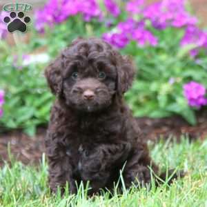 Cockapoo Puppies for Sale - Greenfield Puppies