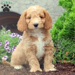 Cockapoo Puppies for Sale - Greenfield Puppies
