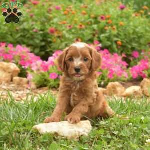 Cavapoo Puppies For Sale - Greenfield Puppies