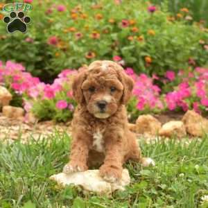 Cavapoo Puppies For Sale - Greenfield Puppies