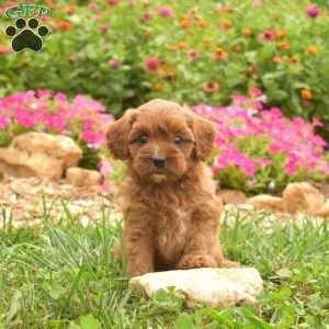Cavapoo Puppies For Sale - Greenfield Puppies