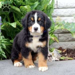 Wilmer & Betty King - Greenfield Puppies