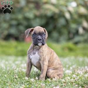 Boxer Puppies For Sale - Greenfield Puppies