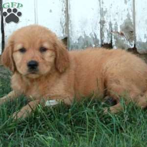Golden Retriever Puppies For Sale - Greenfield Puppies
