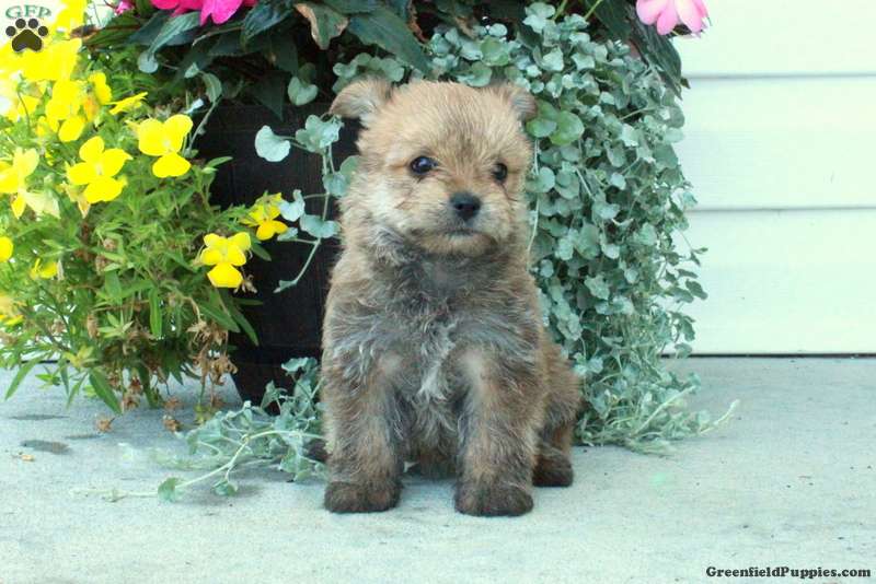 Flora - Yorkie Pom Puppy For Sale in Pennsylvania