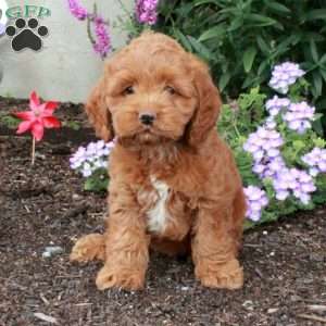 Cockapoo Puppies for Sale - Greenfield Puppies
