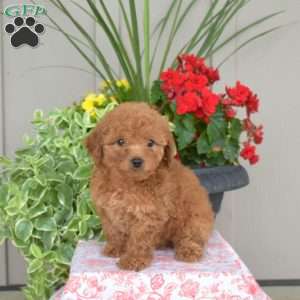 Yorkie Poo Puppies For Sale - Greenfield Puppies