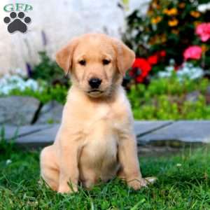 Yellow Labrador Retriever Puppies For Sale - Greenfield Puppies