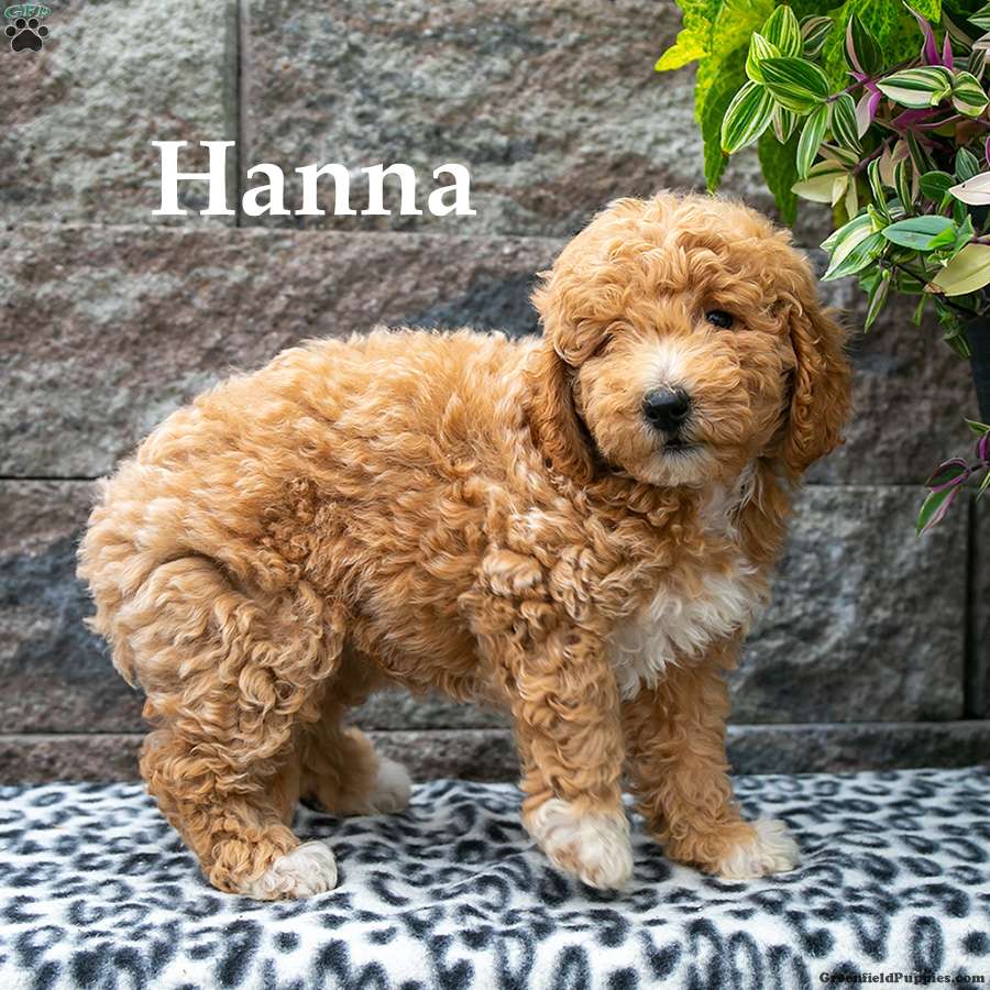 Hanna - Standard Poodle Mix Puppy For Sale in New York