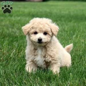 Bich-poo Puppies For Sale - Greenfield Puppies