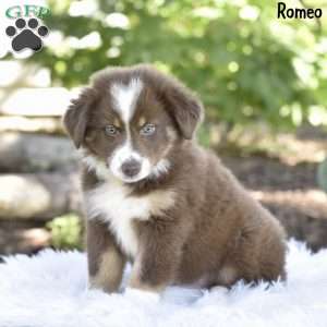 Australian Shepherd Puppies For Sale - Greenfield Puppies