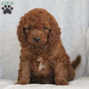 Cavapoo Puppies For Sale - Greenfield Puppies