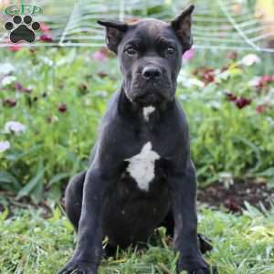 Cane Corso Puppies For Sale - Greenfield Puppies