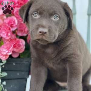 Golden Labrador Puppies For Sale | Greenfield Puppies