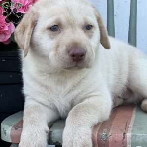 Golden Labrador Puppies For Sale | Greenfield Puppies