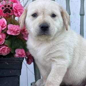 Yellow Labrador Retriever Puppies For Sale - Greenfield Puppies