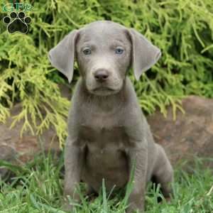 Elizabeth Beiler - Greenfield Puppies