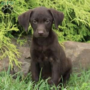 Elizabeth Beiler - Greenfield Puppies