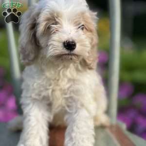 Cockapoo Puppies for Sale - Greenfield Puppies
