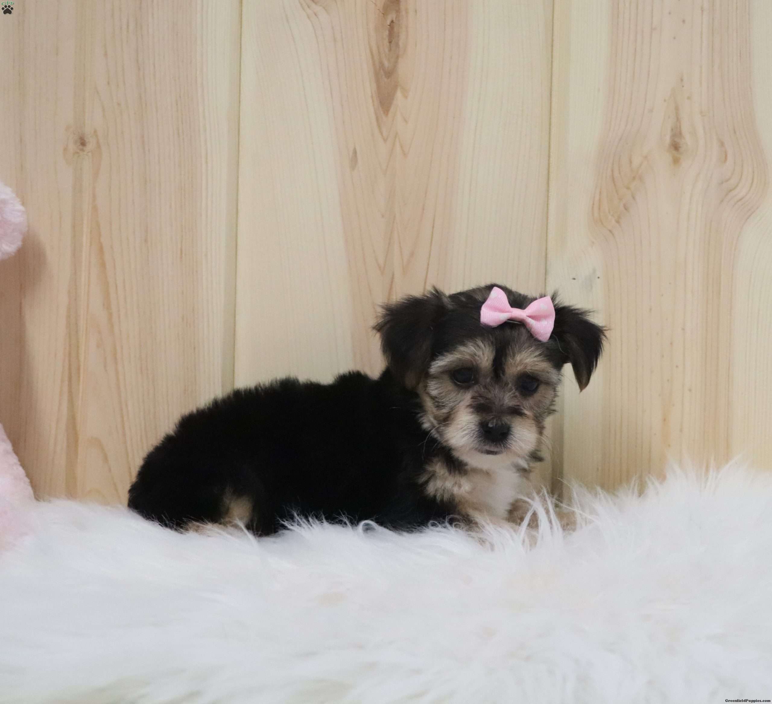 Janey - Yorkie-Chon Puppy For Sale in Ohio