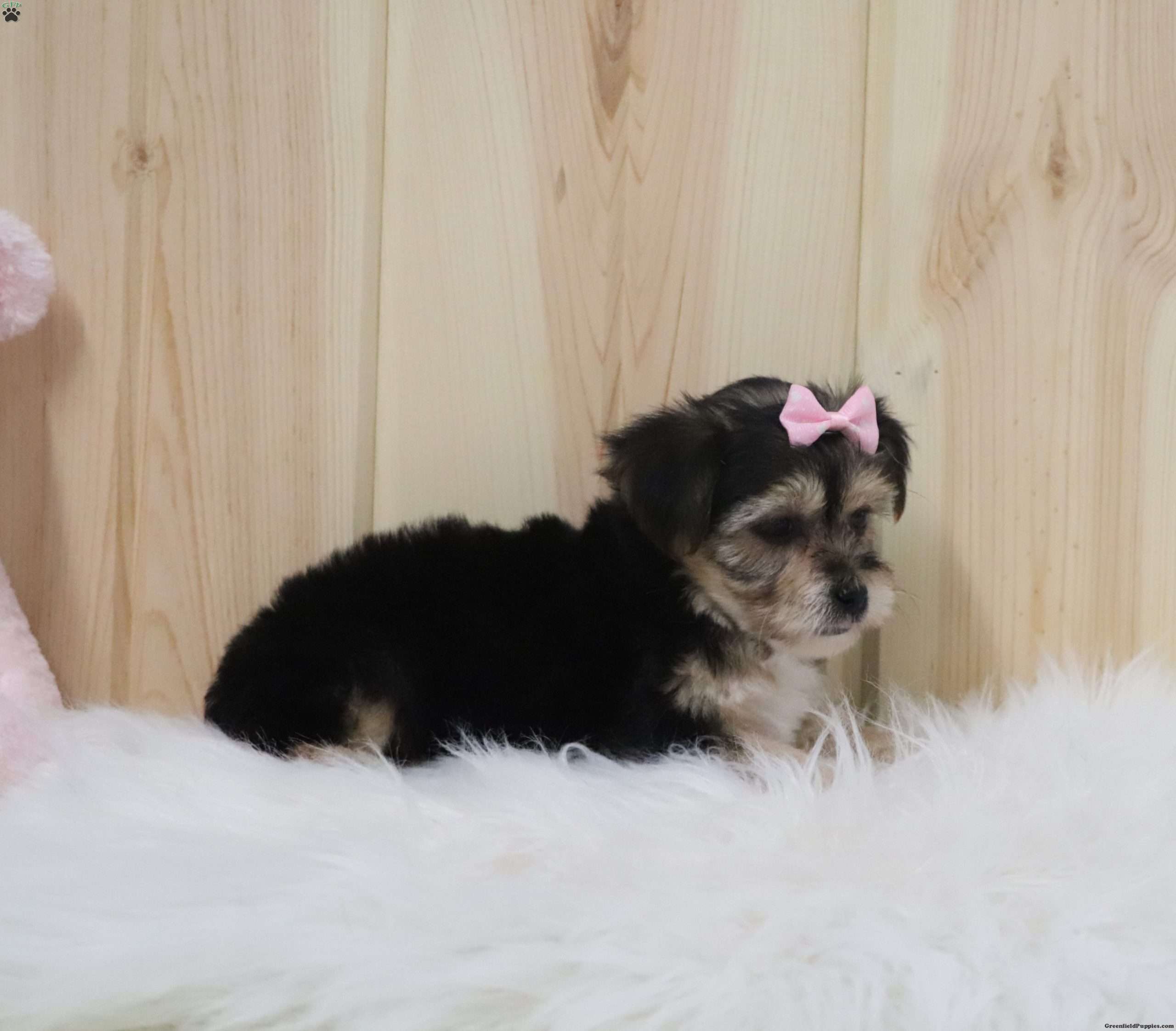 Janey - Yorkie-Chon Puppy For Sale in Ohio