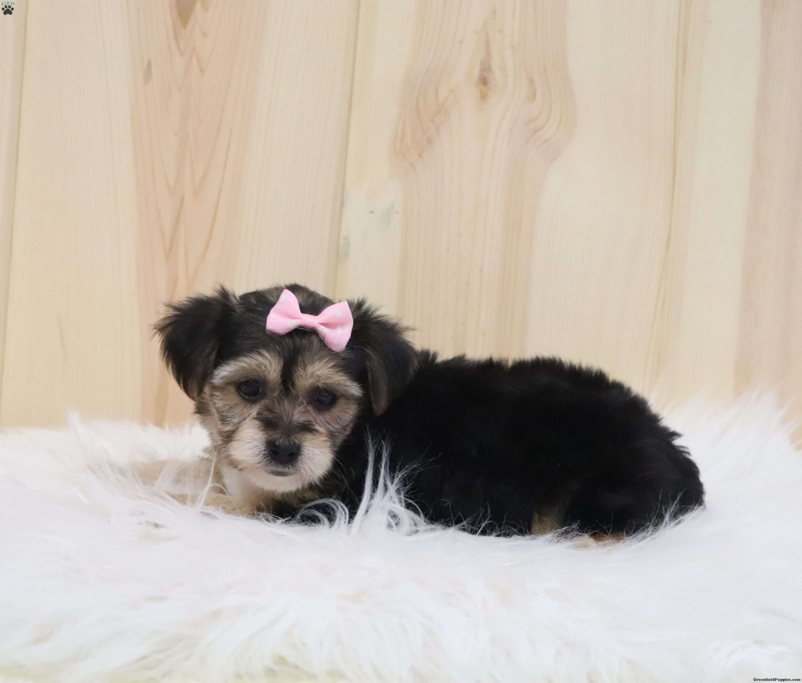 Janey - Yorkie-Chon Puppy For Sale in Ohio