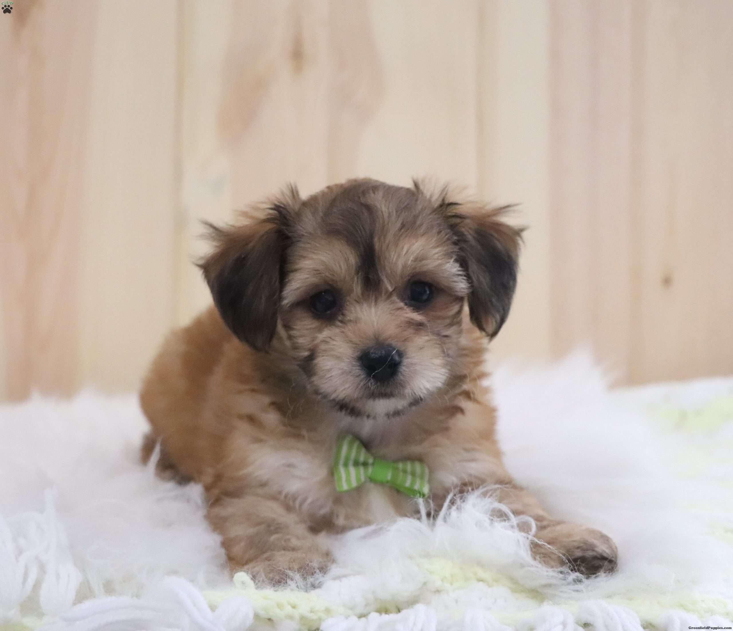 Johnny - Yorkie-Chon Puppy For Sale in Ohio