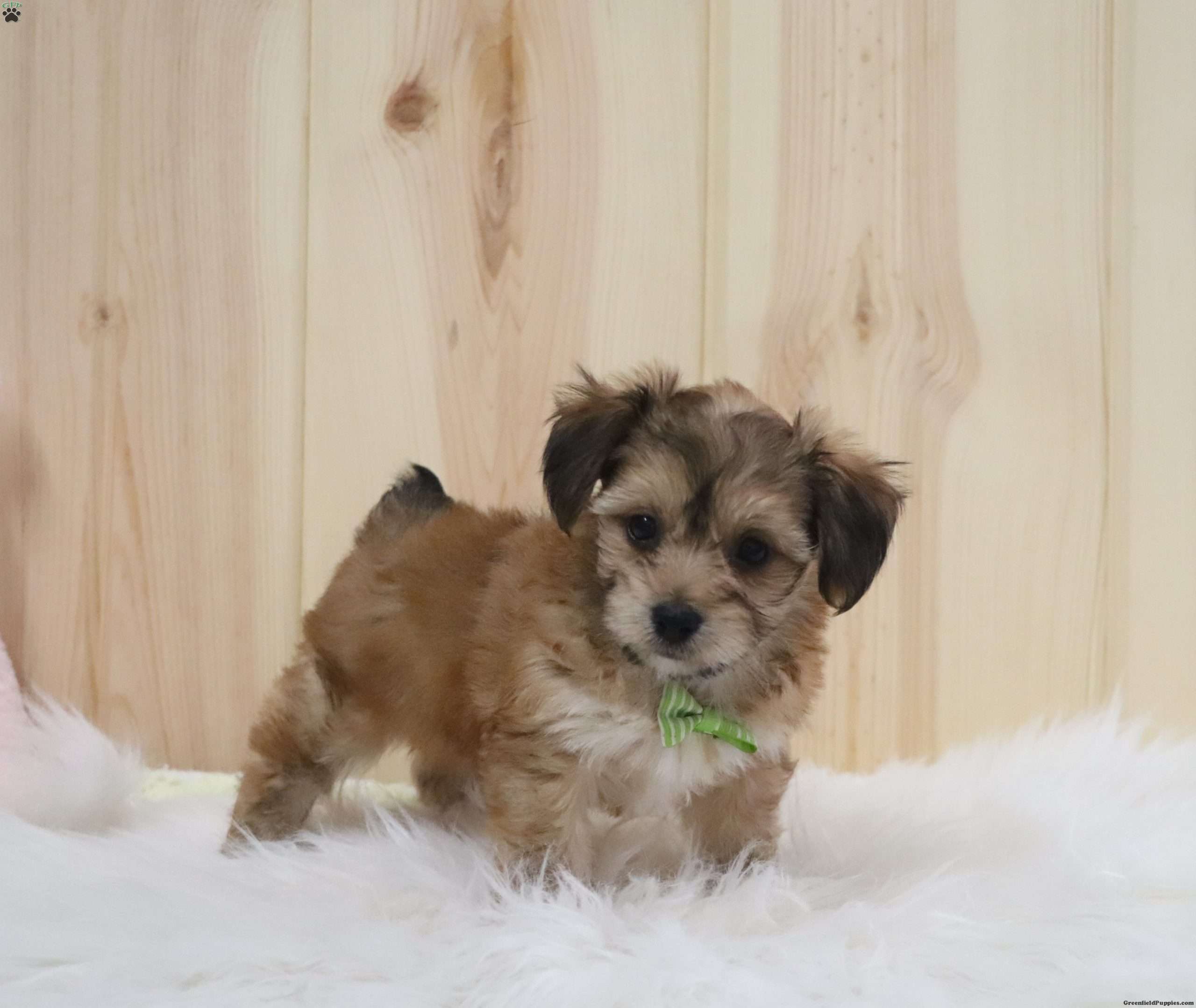 Johnny - Yorkie-Chon Puppy For Sale in Ohio