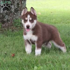 Siberian Husky Puppies For Sale - Greenfield Puppies