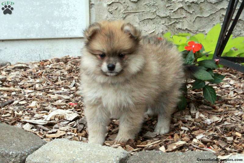 Ingrid - Pomeranian Puppy For Sale in Pennsylvania