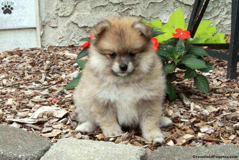 Ingrid - Pomeranian Puppy For Sale in Pennsylvania