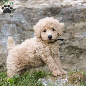 Miniature Poodle Puppies for Sale - Greenfield Puppies