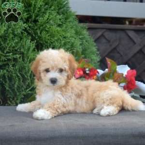 Bich-poo Puppies For Sale - Greenfield Puppies