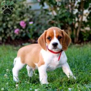 Beagle Mix Puppies For Sale | Greenfield Puppies