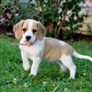 Beagle Mix Puppies For Sale | Greenfield Puppies