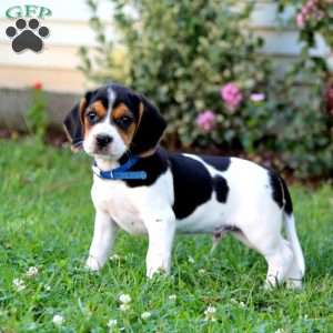 Beagle Mix Puppies For Sale | Greenfield Puppies