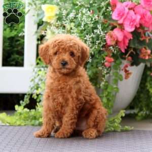 Miniature Poodle Mix Puppies For Sale | Greenfield Puppies