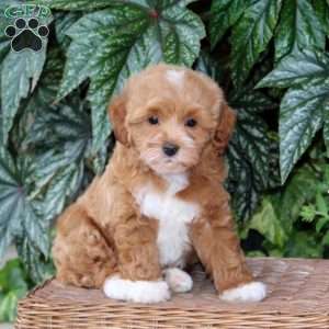 Havapoo Puppies For Sale - Greenfield Puppies