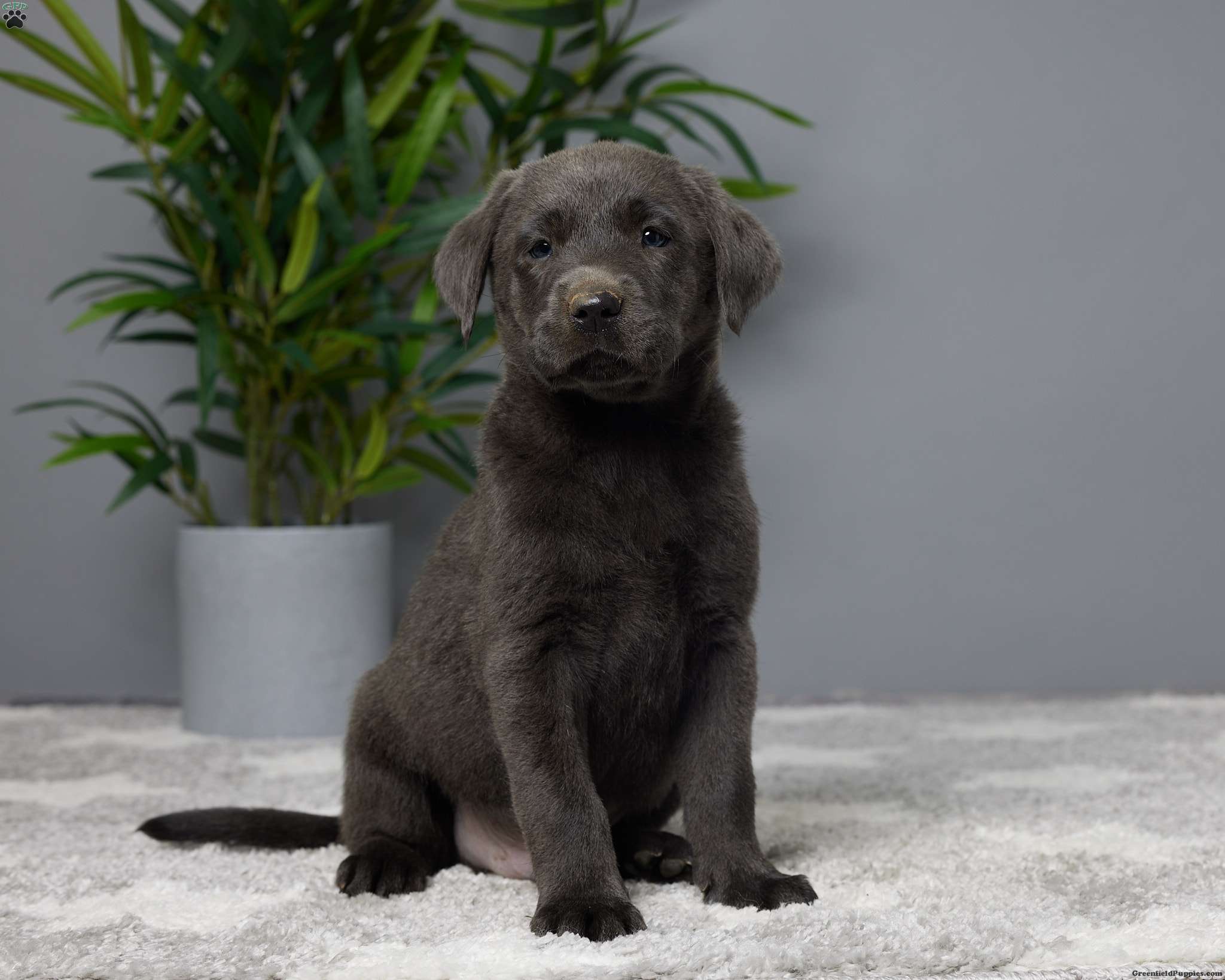 Koda - Charcoal Labrador Retriever Puppy For Sale in Ohio