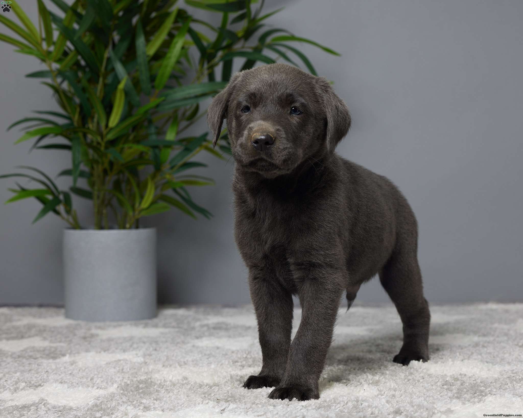 Koda - Charcoal Labrador Retriever Puppy For Sale in Ohio