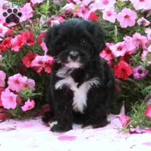 Cavapoo Puppies For Sale - Greenfield Puppies