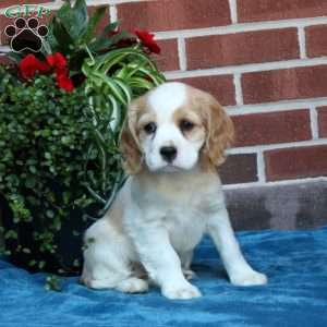 Cockalier Puppies For Sale | Greenfield Puppies