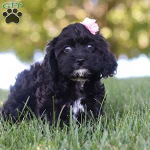 Cockapoo Puppies for Sale - Greenfield Puppies